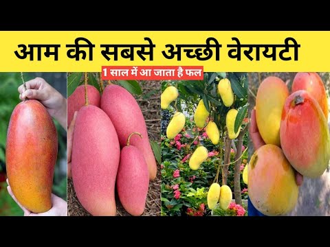 Best Mango Varieties in India 2026 | Top Sweet Mango Types