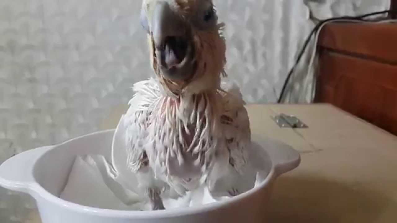 Baby Ducorp's Cockatoo 'LeLe' crying (2) - YouTube