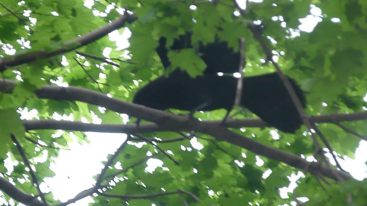 Great-horned Owl Being Mobbed By Crows - YouTube