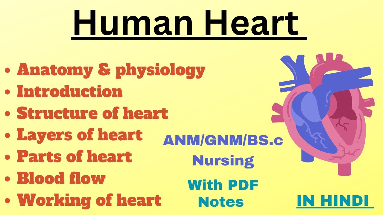 Anatomy and Physiology of Human Heart | Working of Heart | Layers ...
