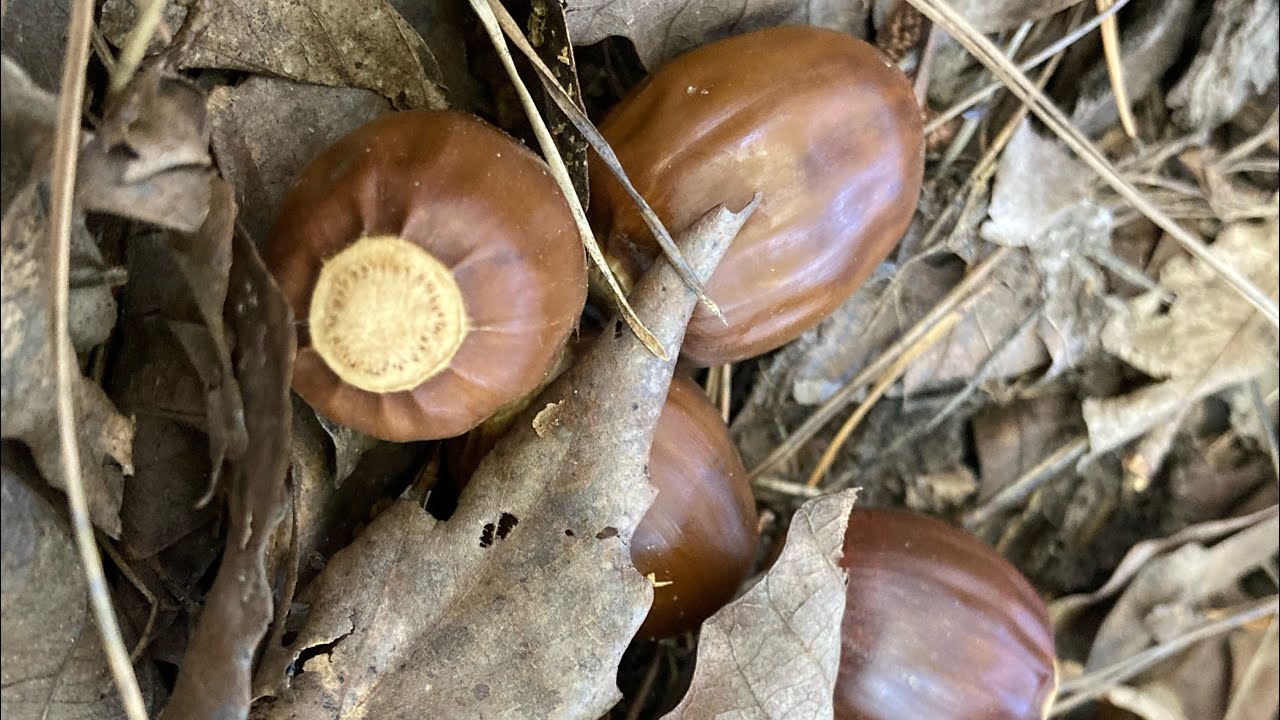 Collecting acorns for bread. #acorn #acornflour #acornbread - YouTube