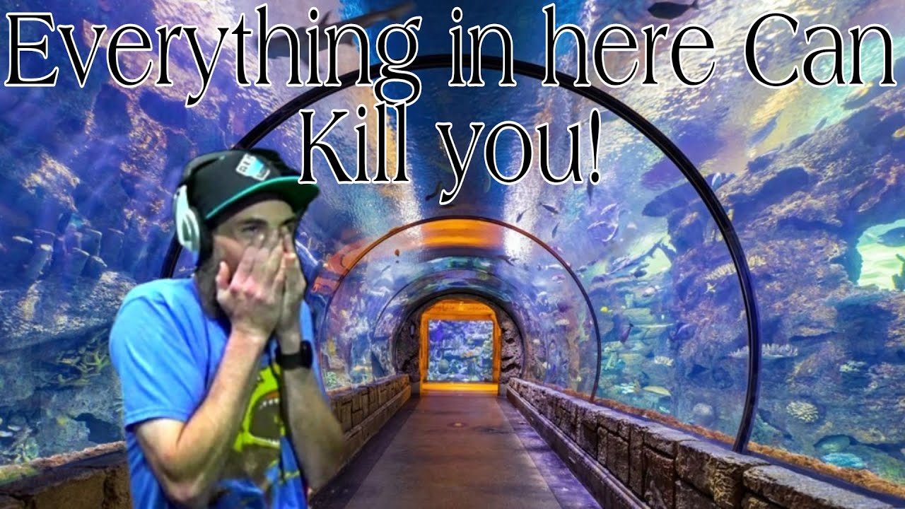 Shark reef Aquarium Reaction - YouTube