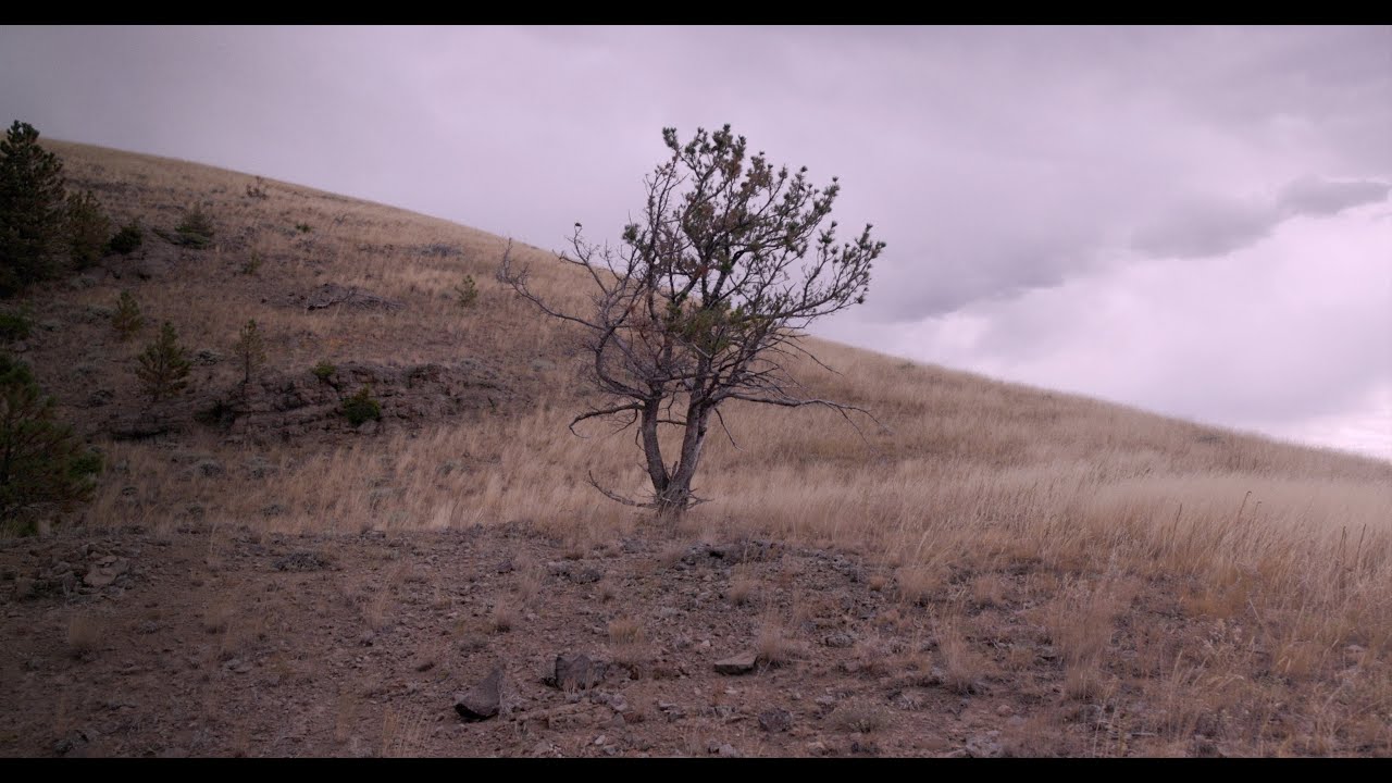 Peter Halstead - "Pine Wind" - YouTube