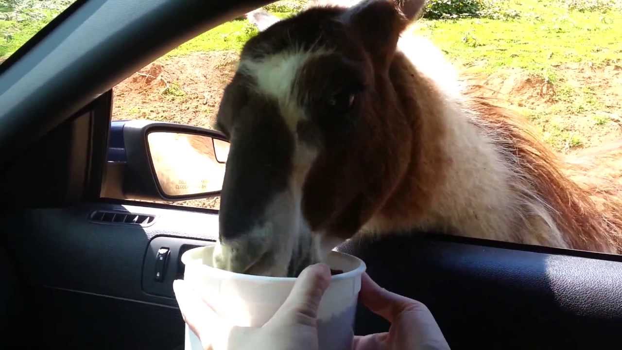 Hungry Llamas at Virginia Safari - YouTube