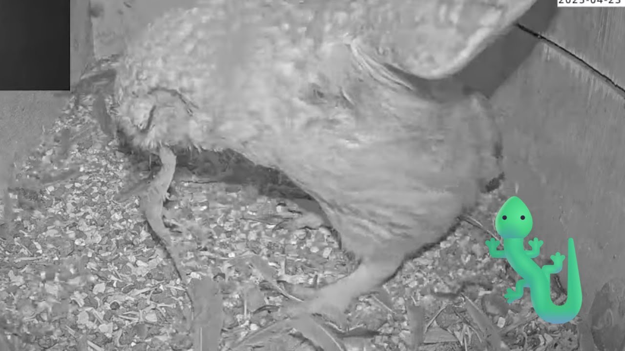 🦉🦎 Unbelievable Moment! Little Owl Enters Nest Box Carrying a Lizard ...