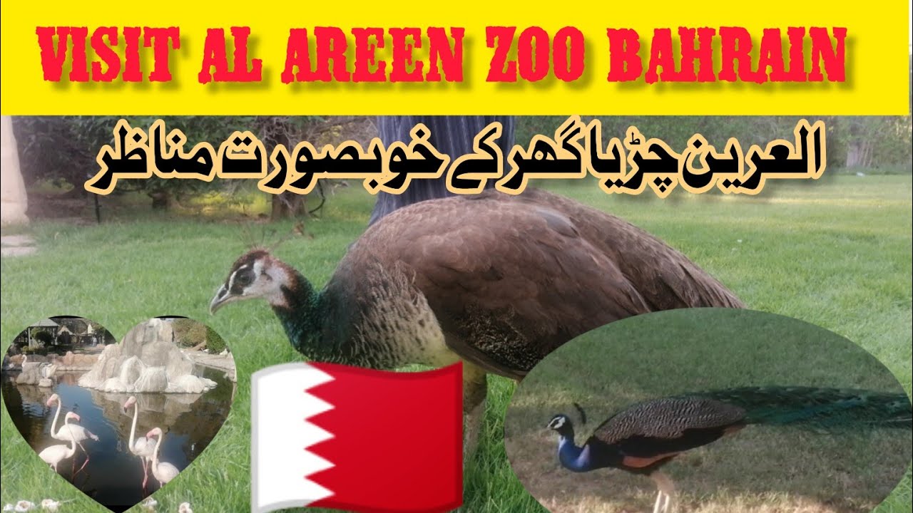 Visit Al areen Zoo Bahrain |areen chirya gher bahrain| #bahrain #zoo # ...