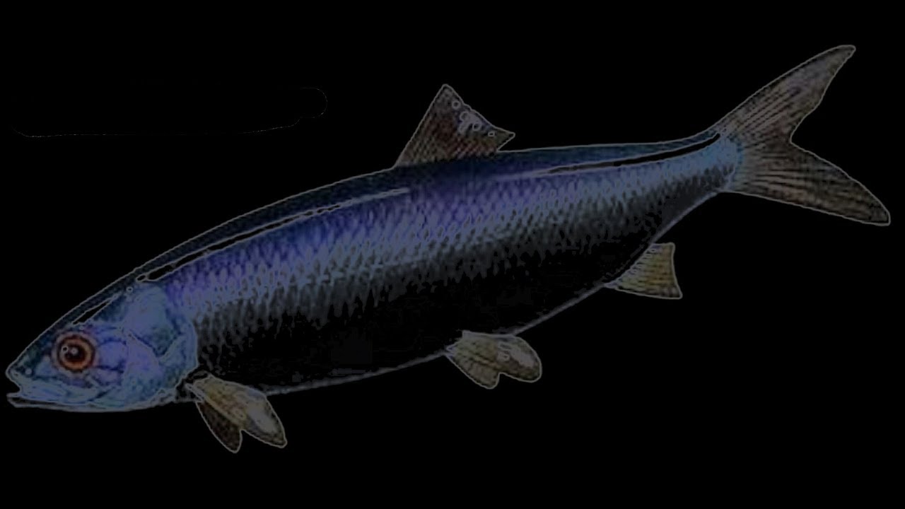 TRILOGY OF LIFE - Walking with Dinosaurs - "leptolepis" - YouTube