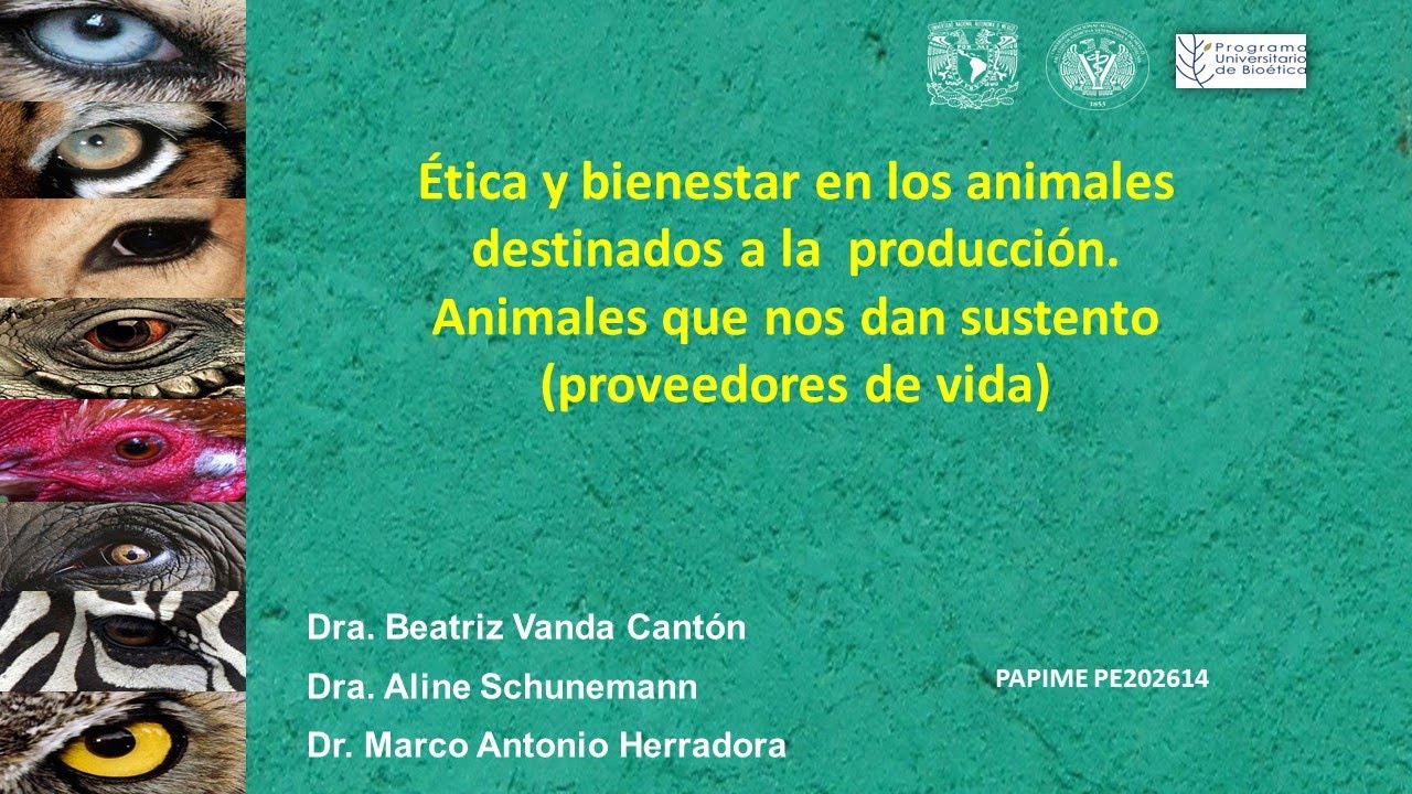 Ética y bienestar en los animales destinados a la producción 2020 - YouTube