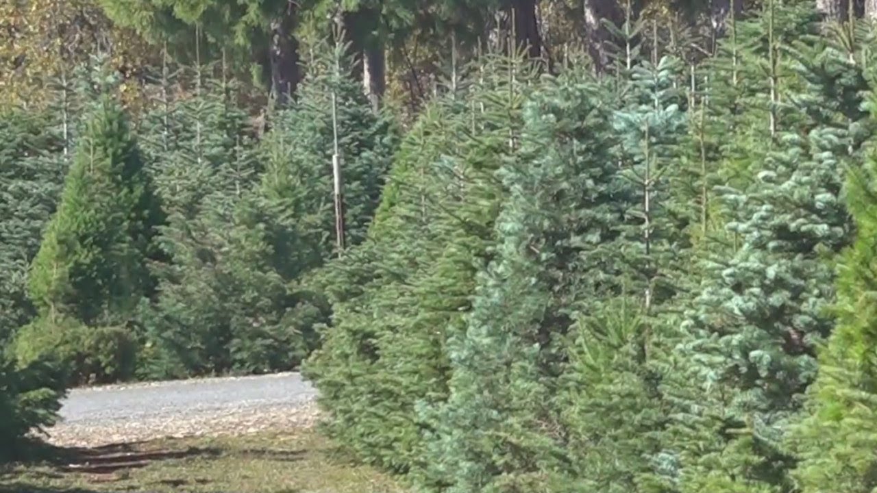 Family-Run Christmas Tree Farm Keeps Tradition Alive Through Drought ...