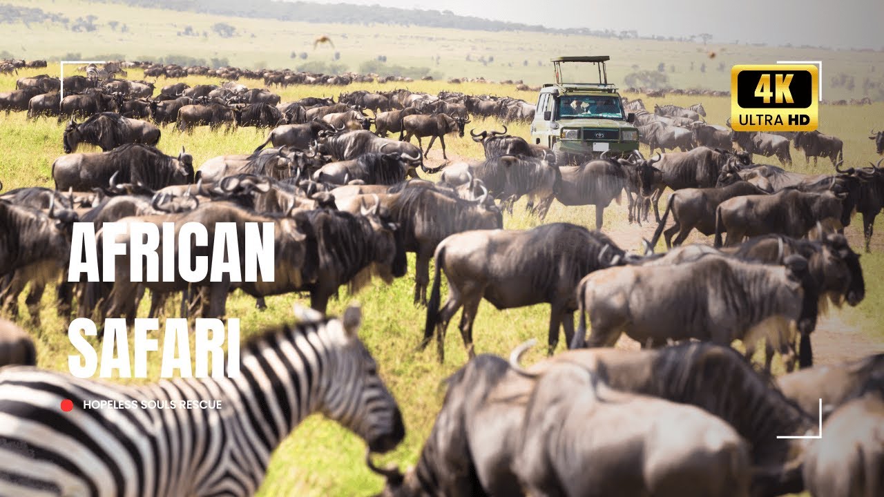 African Safari Adventure 🦁 | Wildlife Documentary in Stunning 4K ...