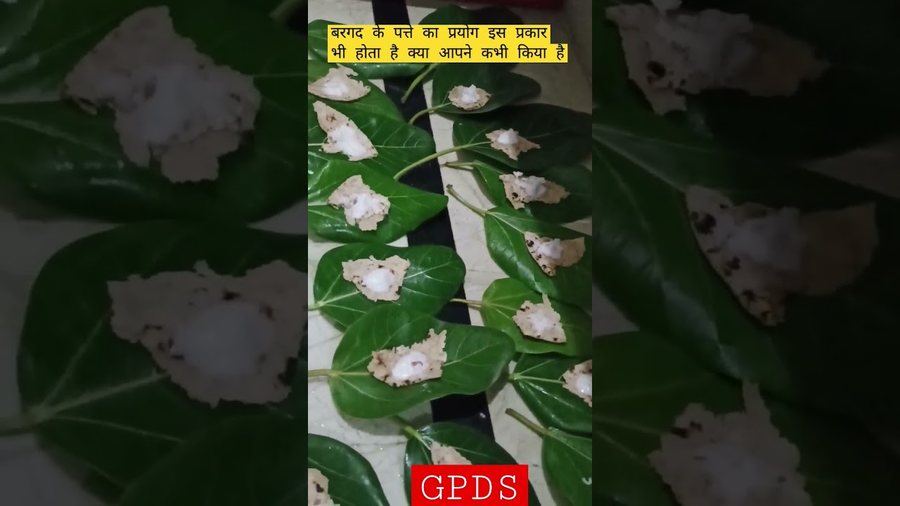 बरगद का प्रयोग bargad tree uses#shorts #gardeningpointds #bargad # ...