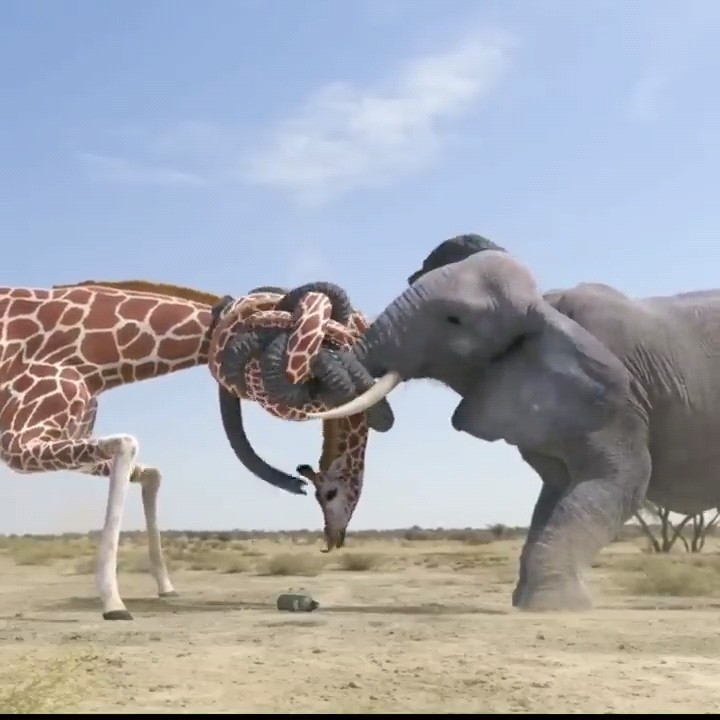 Elephant vs Giraffe Water Fight #shorts - YouTube