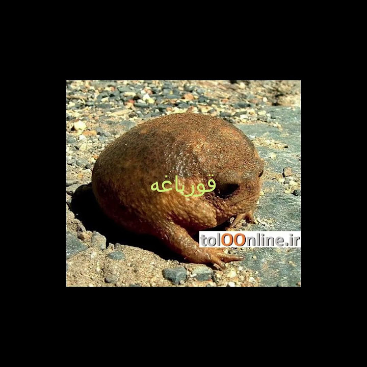 فکت های چرت و پرت پارت 18 Youtube