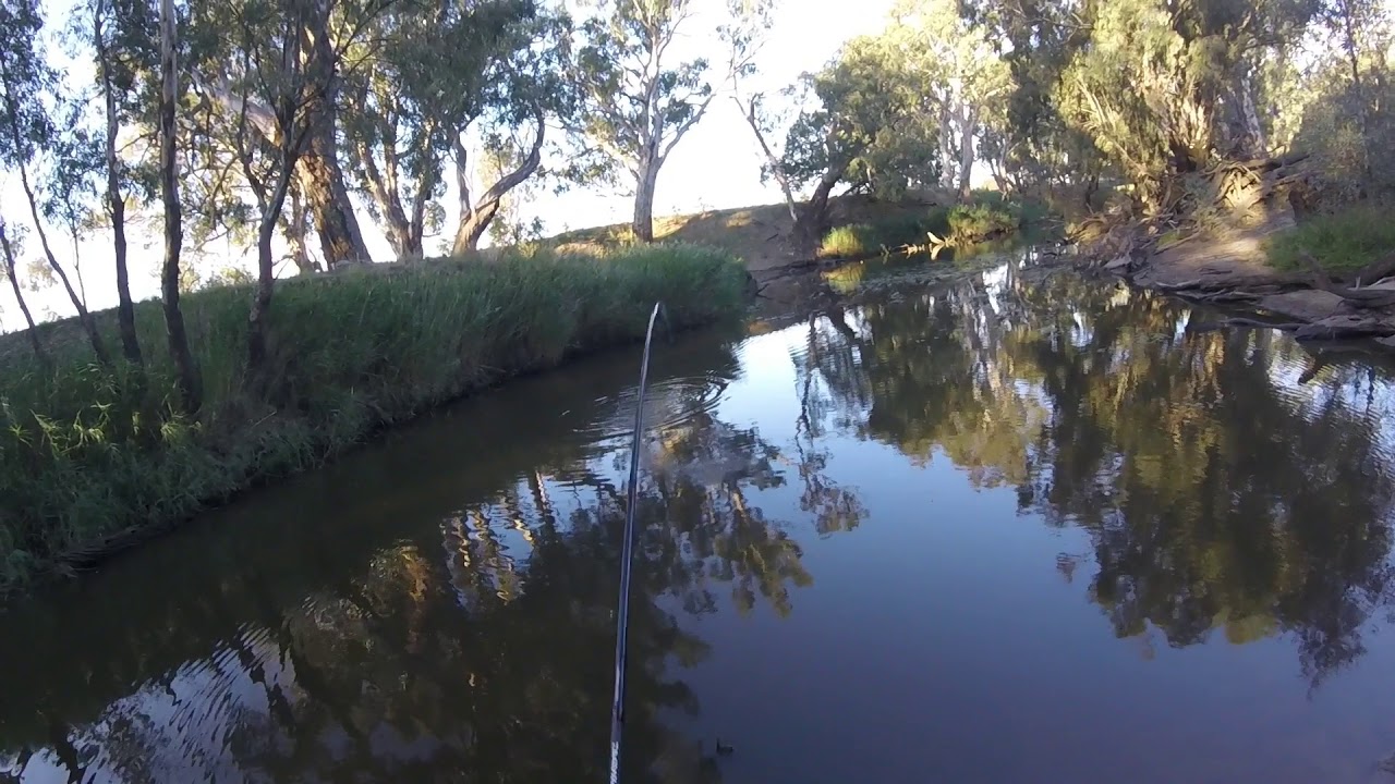 native fishing - murray cod off the surface on a koolabung codwalker ...