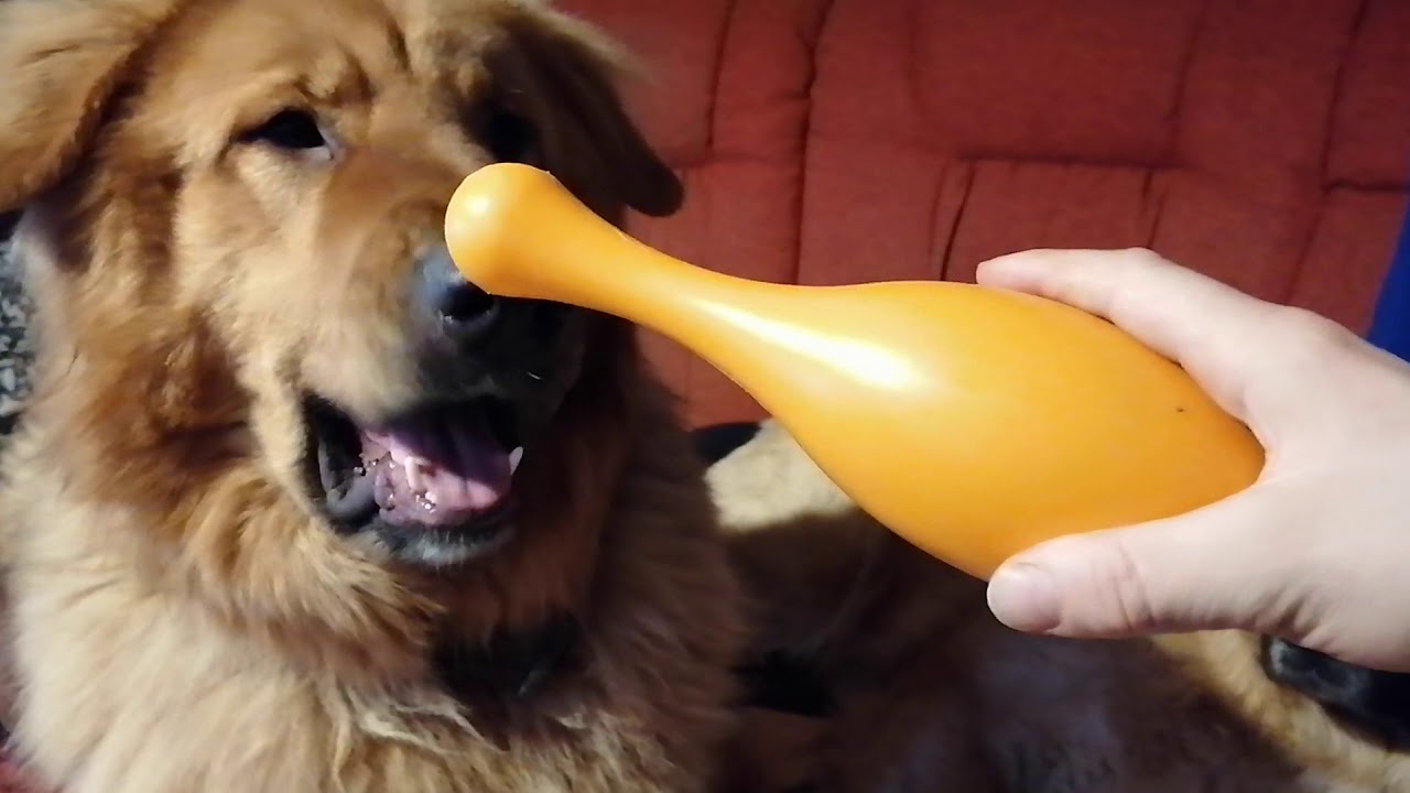 Cute dogs playing - YouTube