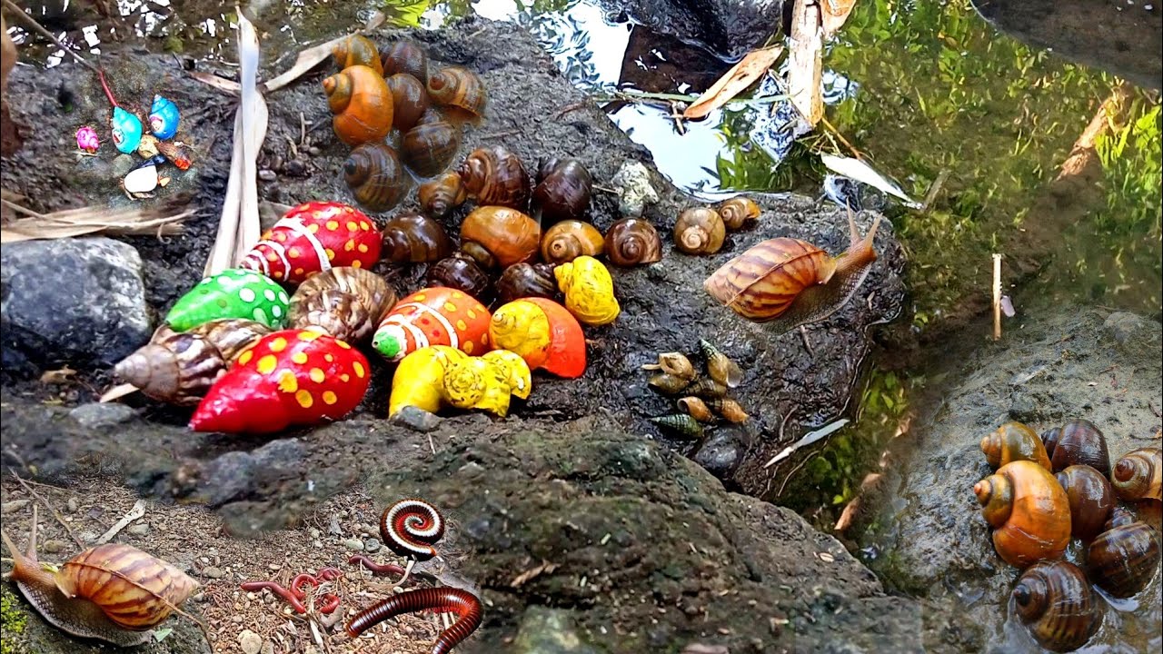 WOW‼️Ada Keong Loreng, Keong Mas, Keong Macan, Kaki Seribu, Bekicot ...