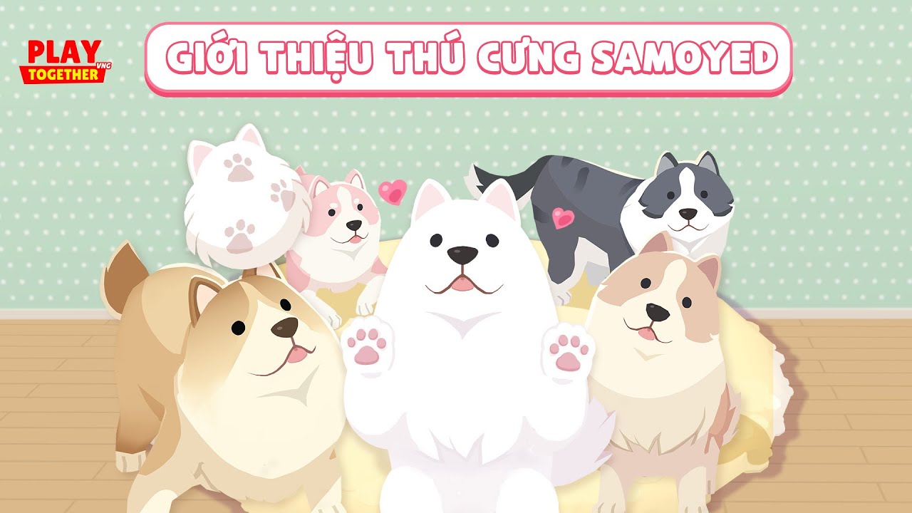 PLAY TOGETHER VNG | GIỚI THIỆU VỀ THÚ CƯNG SAMOYED LỚN TẠI PLAY ...