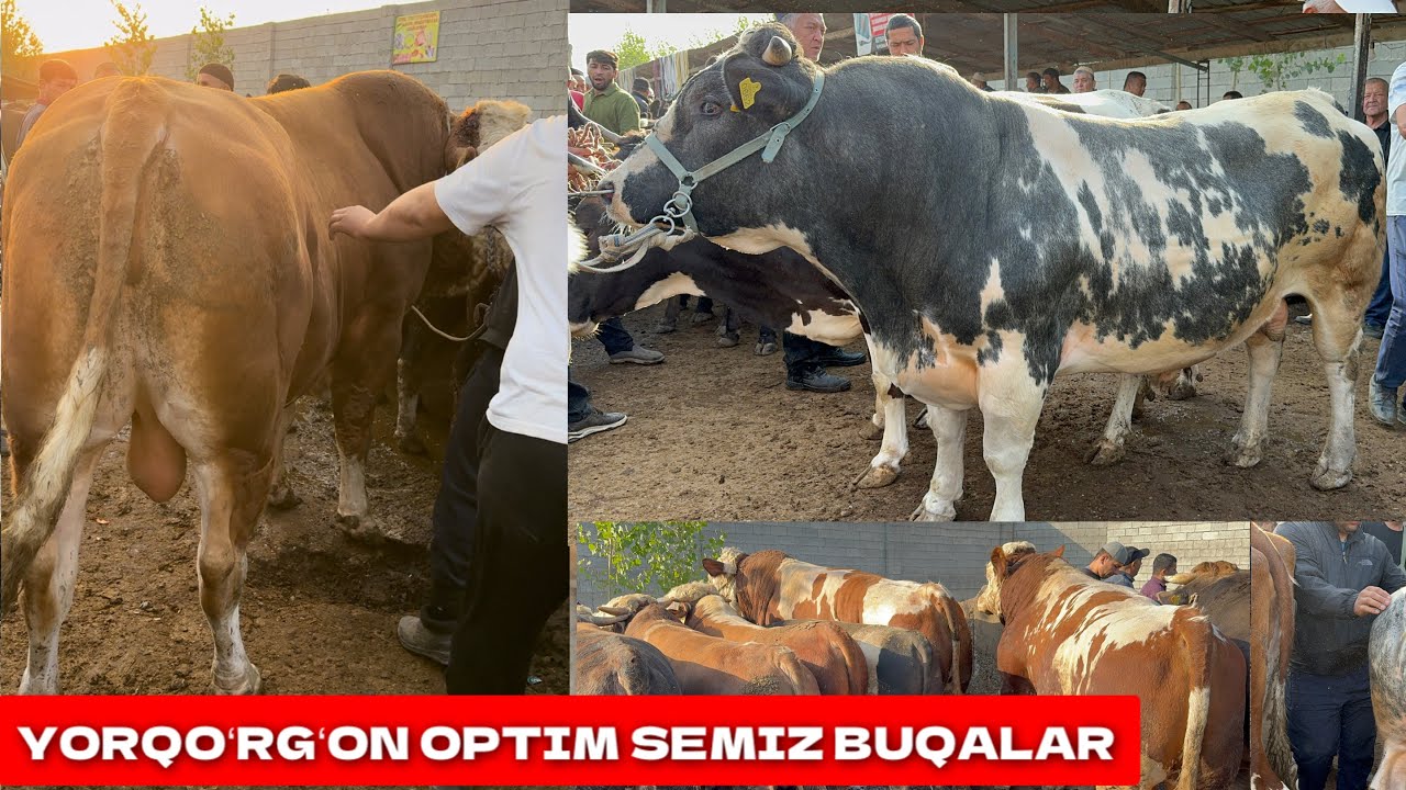 YORQOʻRGʻON OPTIM CHORVA BOZORI SEMIZ BUQALAR - YouTube