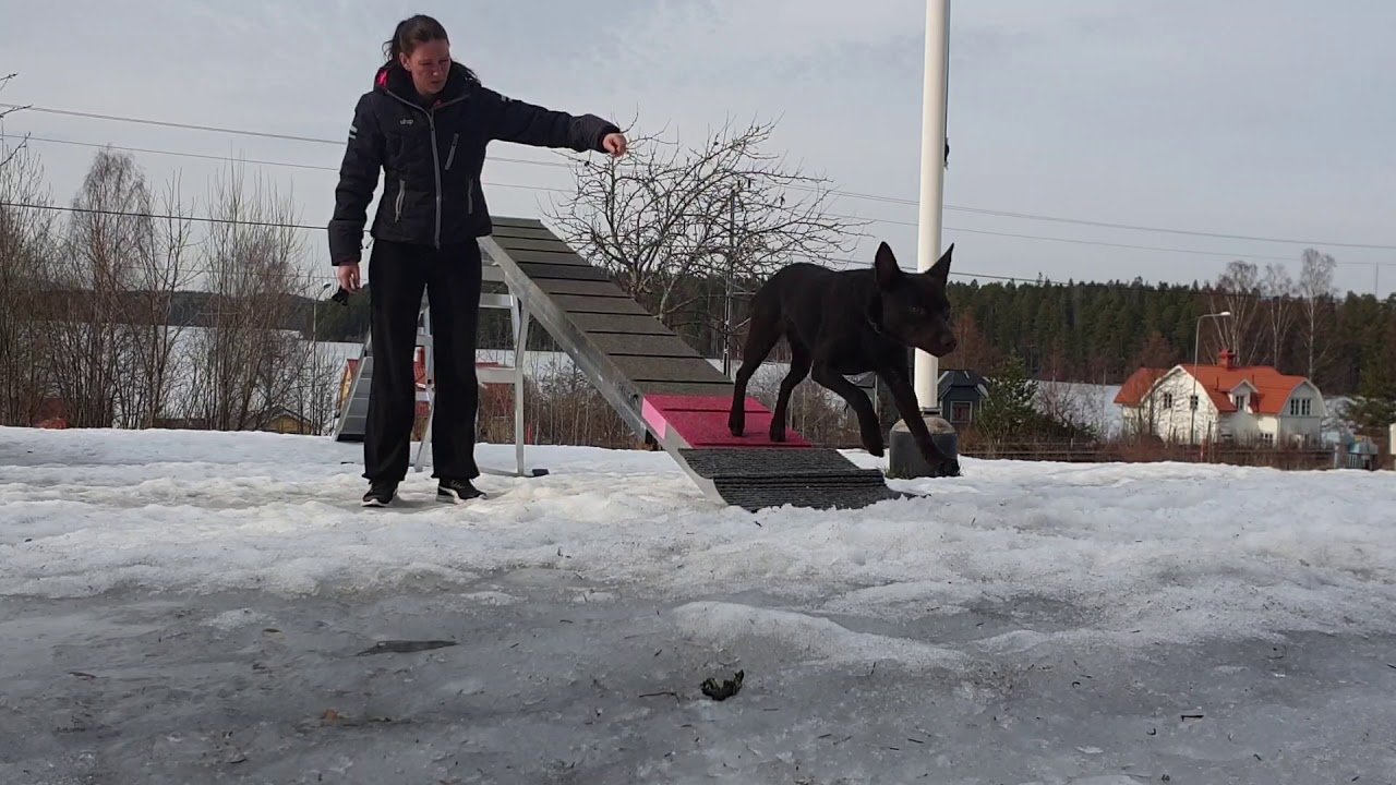 Hippo running contacts training 3/4-2019 - YouTube