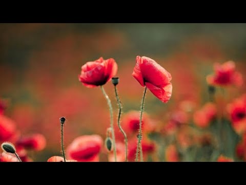 Gole Shaghayegh        #song #persiansong #persian #iran #music #persianmusic