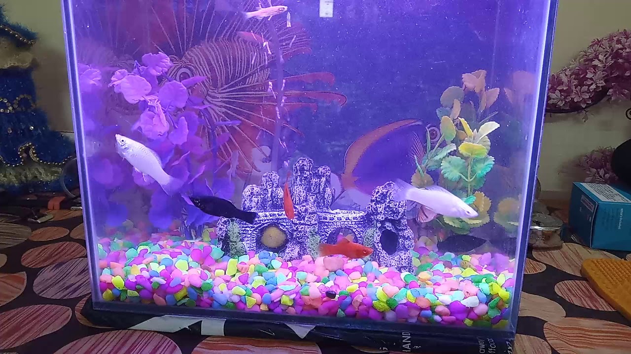 1 Feet fish aquarium decoration. - YouTube