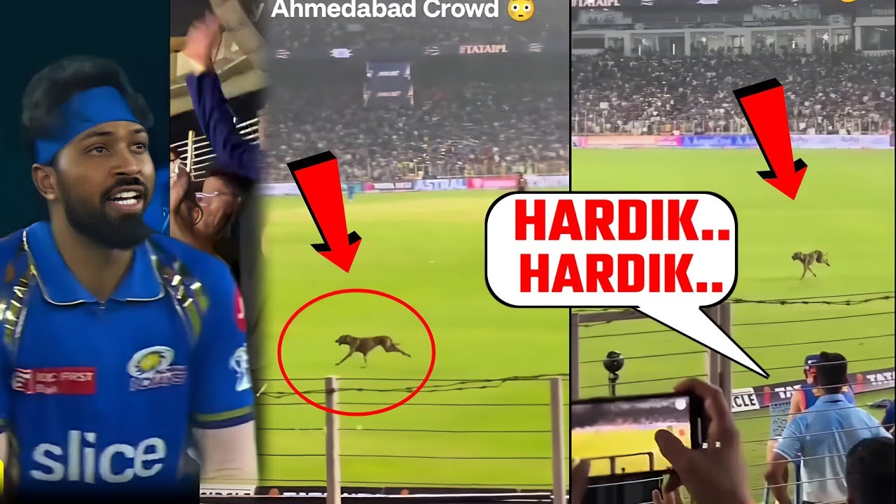 Crowd started chanting 'Hardik-Hardik' when a dog Running in the field ...