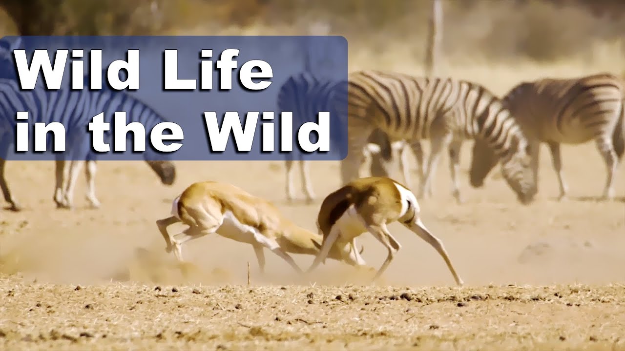 Wild Life in the Wild - YouTube