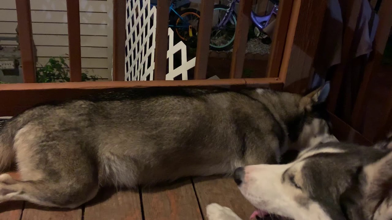 Husky pregnancy - YouTube