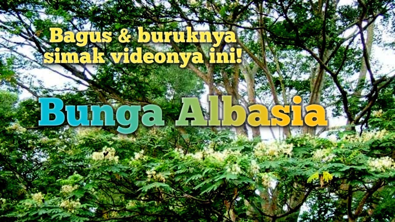 Membahas tuntas nektar bunga pohon sengon - YouTube