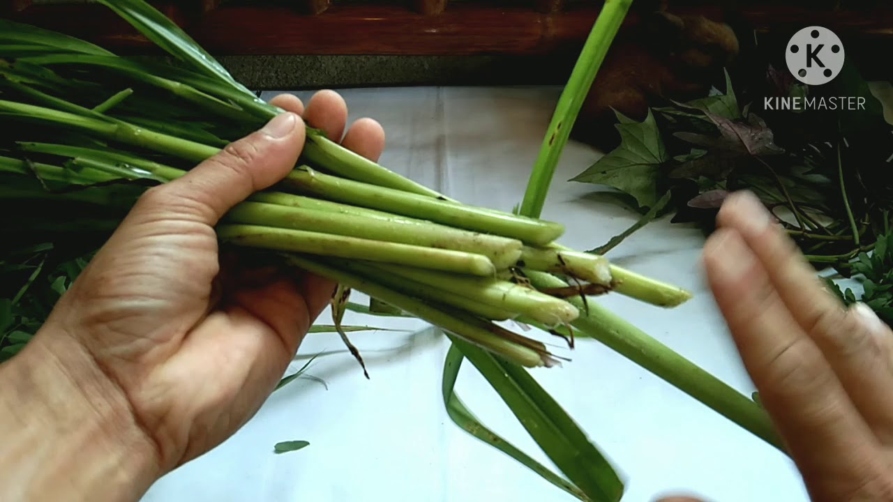 PAGKAIN NG RABBIT MGA HALAMAN O DAHON NA PWEDE IPAKAIN SA RABBITS. FOOD ...