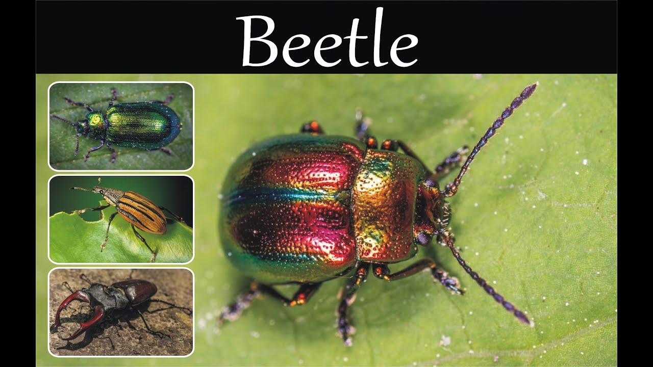 Close shots of Beetles - YouTube