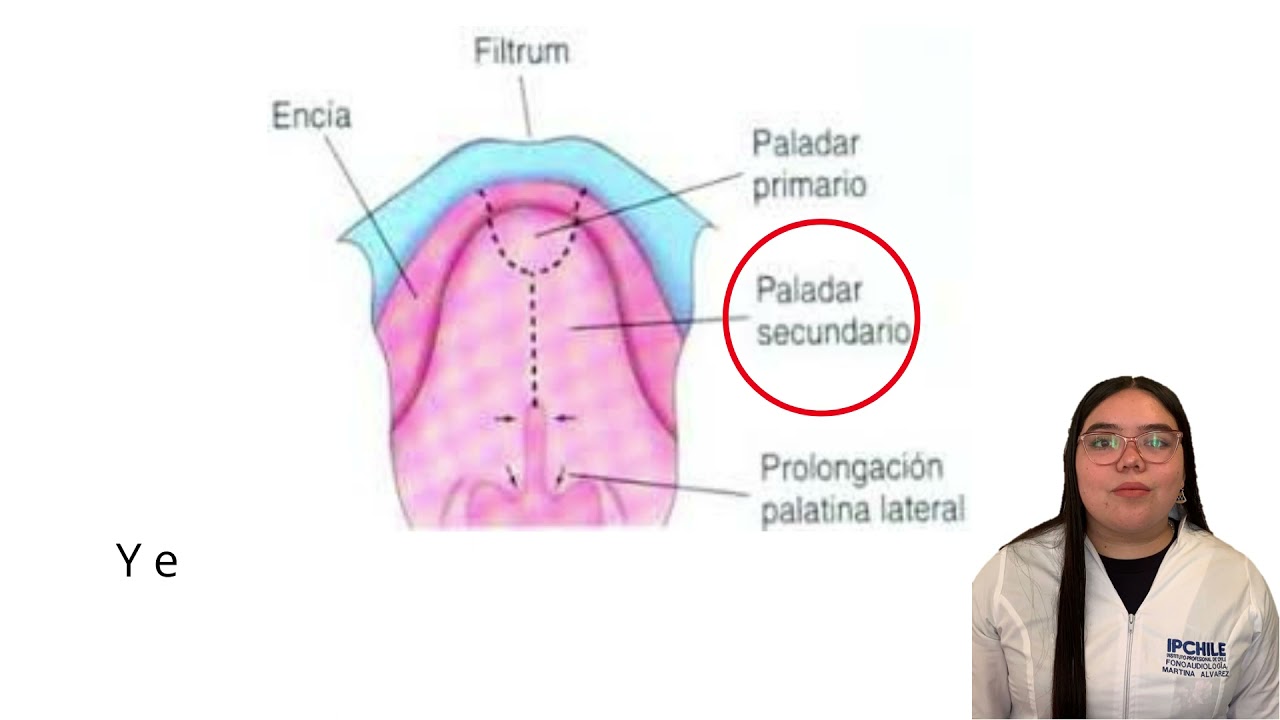 Desarrollo embriológico del Paladar | IPCHILE | - YouTube