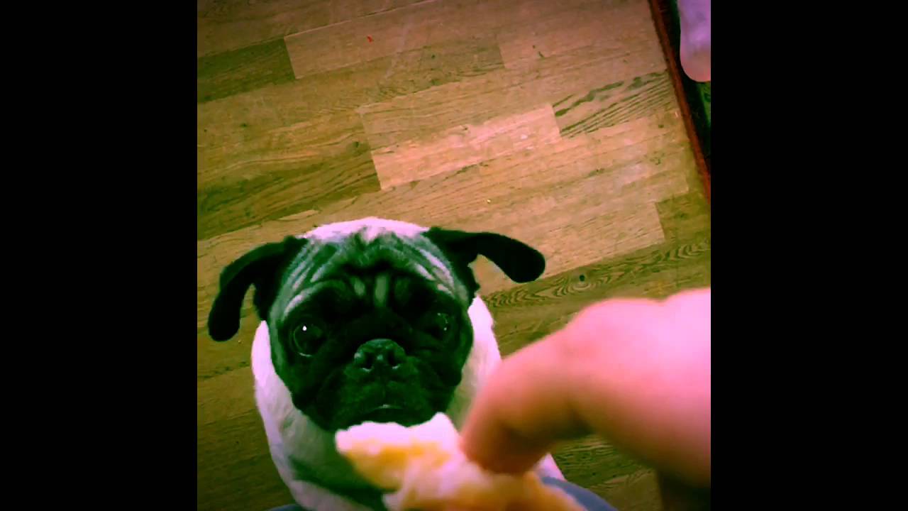 Karlo The Jumping Pug - YouTube