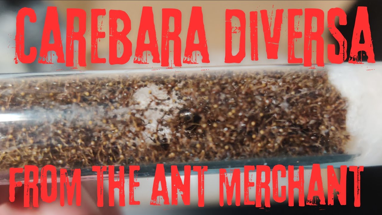 Carabera Diversa from The Ant Merchant (Asian Marauder Ants) (4K) - YouTube