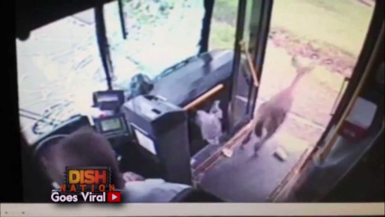 Deer Crashes Through Bus Windshield! - YouTube