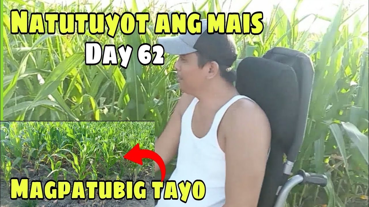 UPDATE SA TANIM NA MAIS DAY 62|NATUTUYO ANG PANANIM NA MAIS - YouTube
