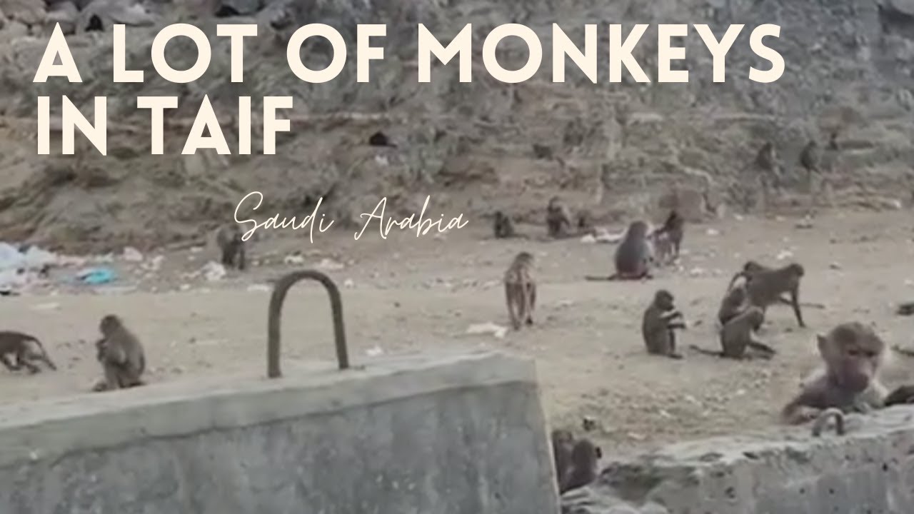 A lot of monkeys in Taif, Saudi Arabia ||Nusrat Hasan Vlog || - YouTube