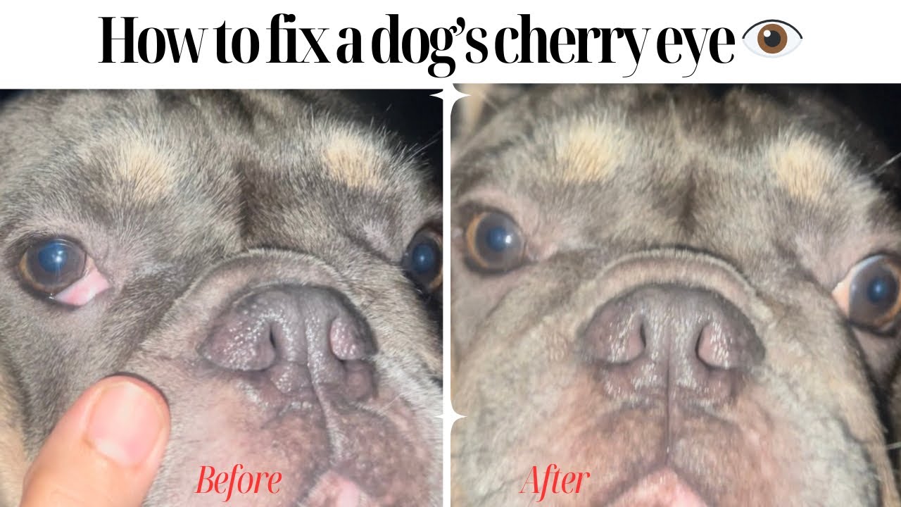 HOW TO FIX A DOG’S CHERRY EYE👁️ | HOME REMEDY - YouTube