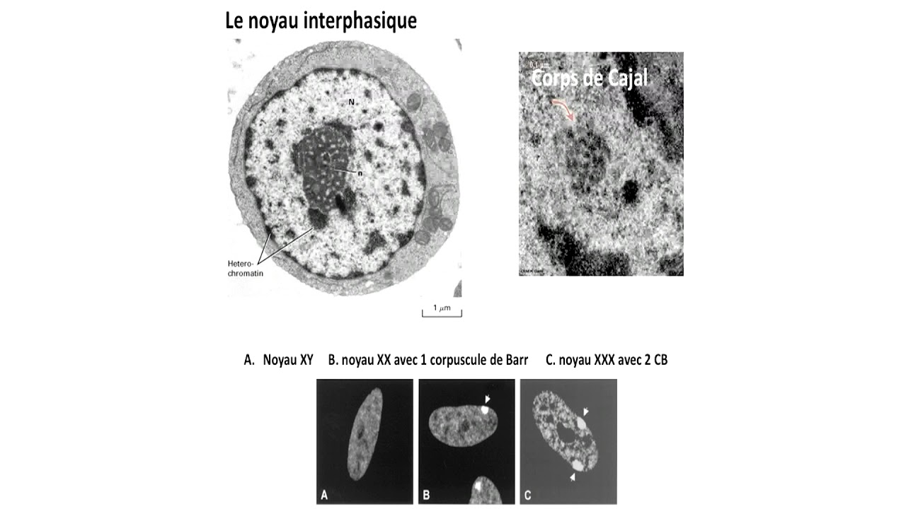 Cycle cellulaire et noyau interphasique - YouTube
