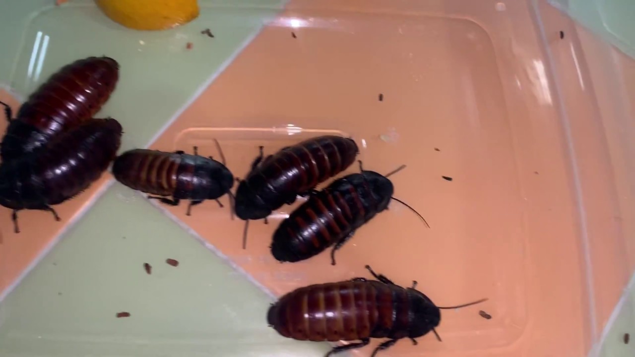 Como reproducir cucaracha de Madagascar y cucaracha Dubia - YouTube