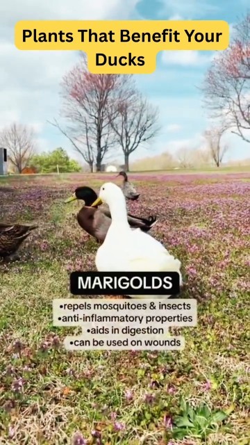 Create a DUCK Friendly Garden with These Amazing Plants #animallover # ...