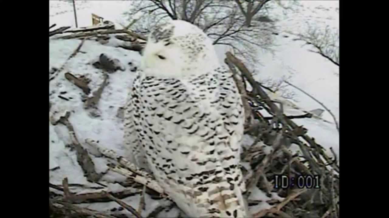 Snowy Owl- Collins Marsh Osprey Cam - 2-21-15 - YouTube