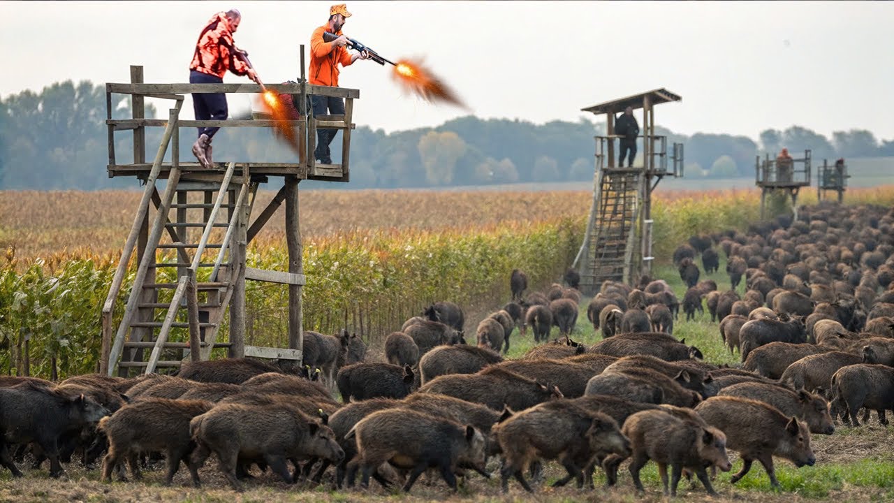 Epic Battle! Best Hunting Invasive Wild Boar Footage, Farmers Deal With ...