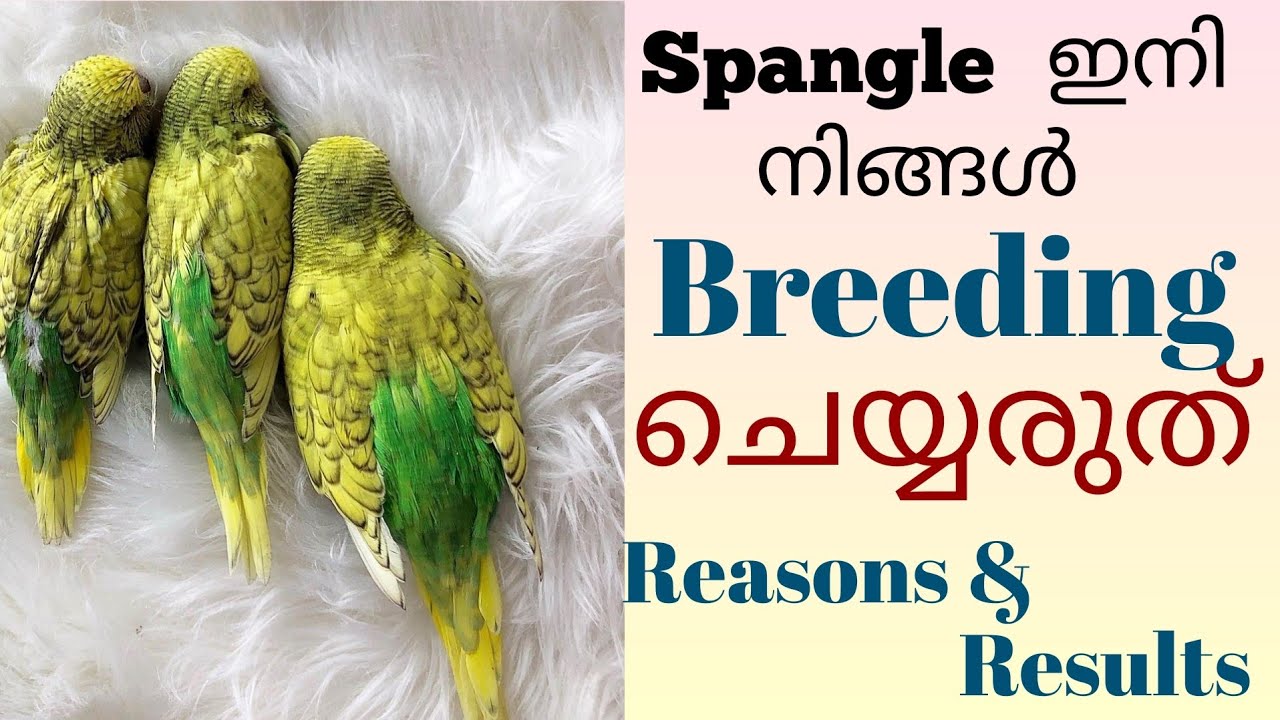 Spangle Breeding chart and result| SF SPANGLE|MALAYALAM|# ...