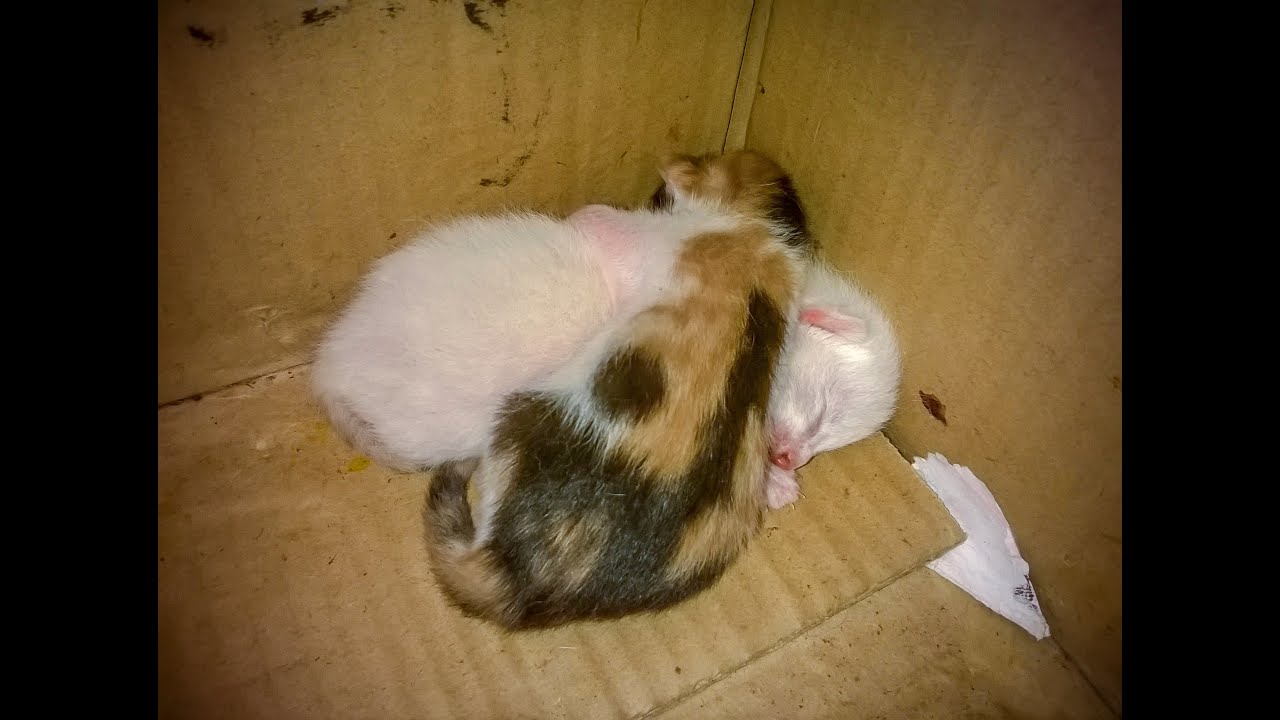 TWO CUTE NEWBORN KITTENS found in a cardboard box ! - YouTube