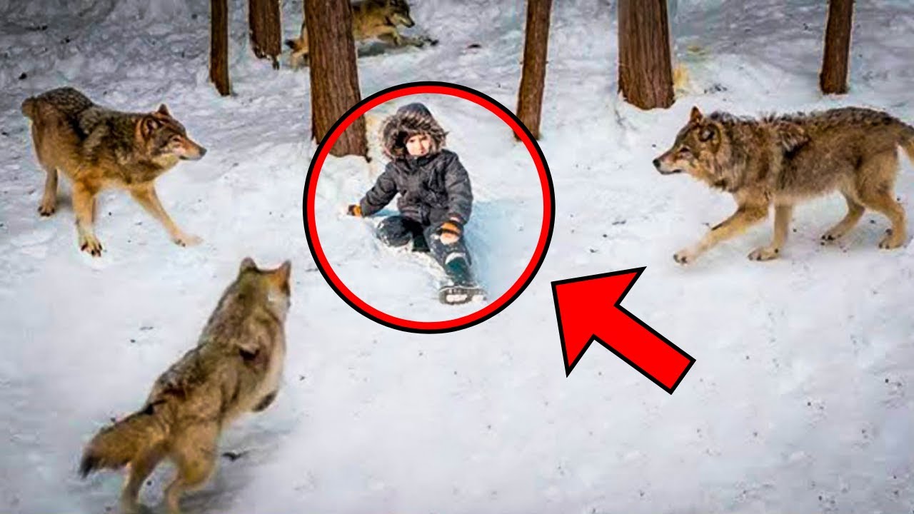 When 3 Wild Wolves Surrounded a Boy Something Amazing Happened - YouTube