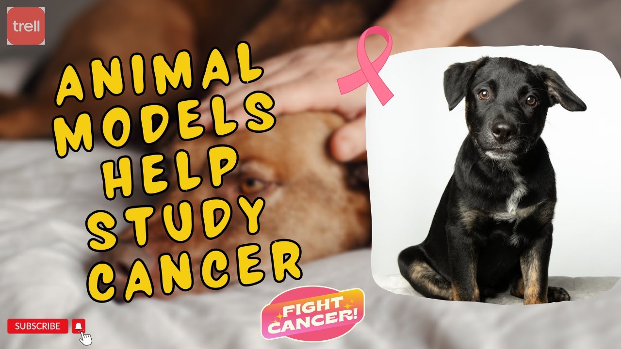 Animal Models Helps To Study Cancer! #cancer#animals#animallove#health# ...