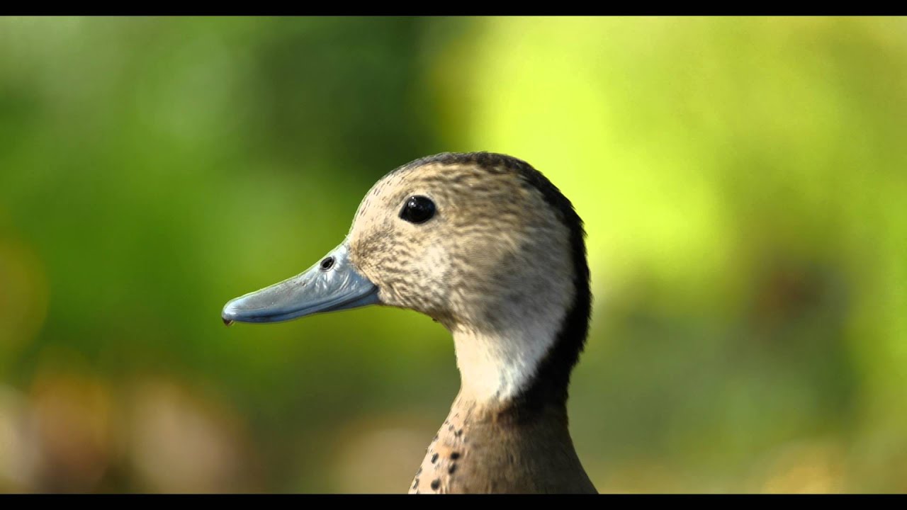 Male Ringed Teal Call #birds #birdsounds - YouTube