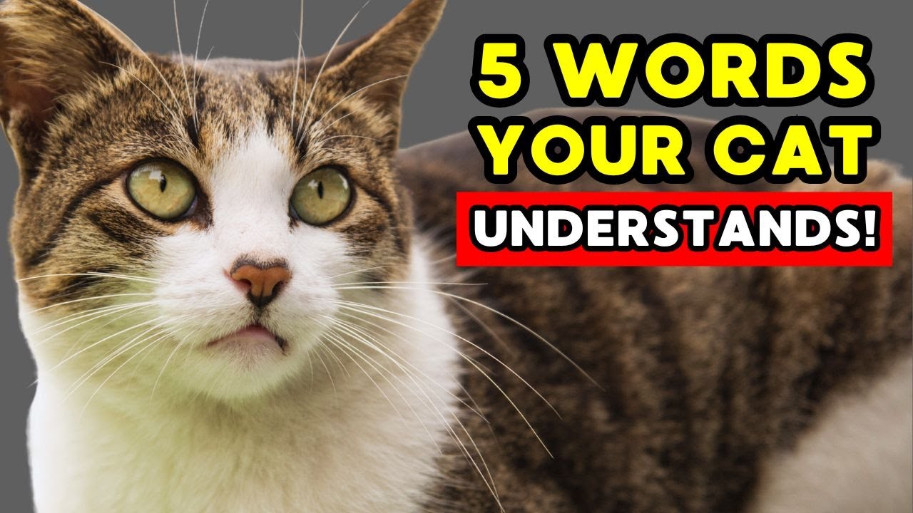 5 Words Your Cat Actually UNDERSTANDS (Backed by SCIENCE!) - YouTube