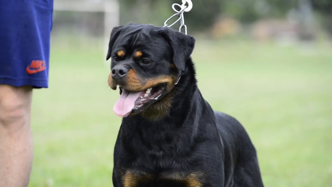 Remi Timit Tor - YouTube